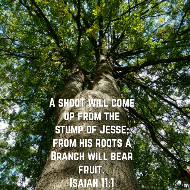 Stump of Jesse Part 1 | Unashamed of Jesus