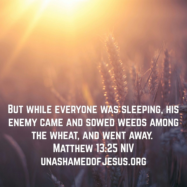 Weeds | Unashamed of Jesus