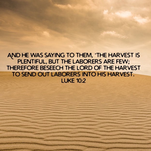 The Harvest | Unashamed of Jesus