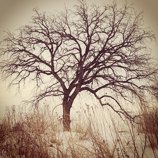 Matthew 21- The Fig Tree | Unashamed of Jesus