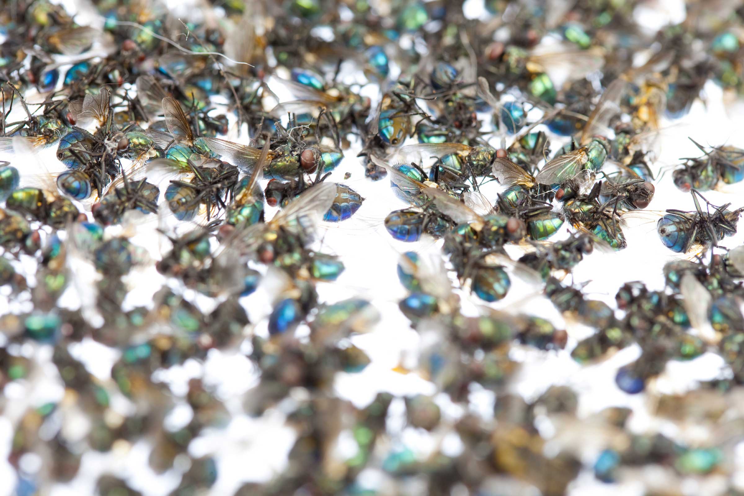 Exodus Chapter 8- Plague 4- Flies | Unashamed of Jesus