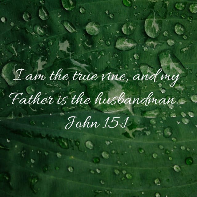 John 15- The Vine | Unashamed of Jesus