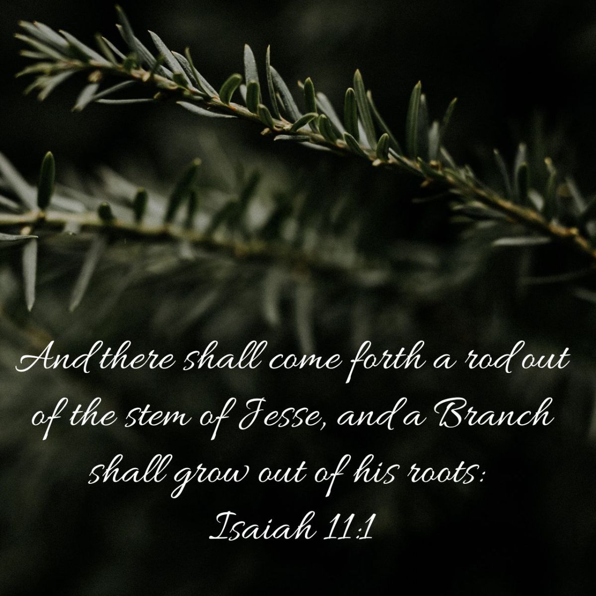 Isaiah 11- Root of Jesse | Unashamed of Jesus