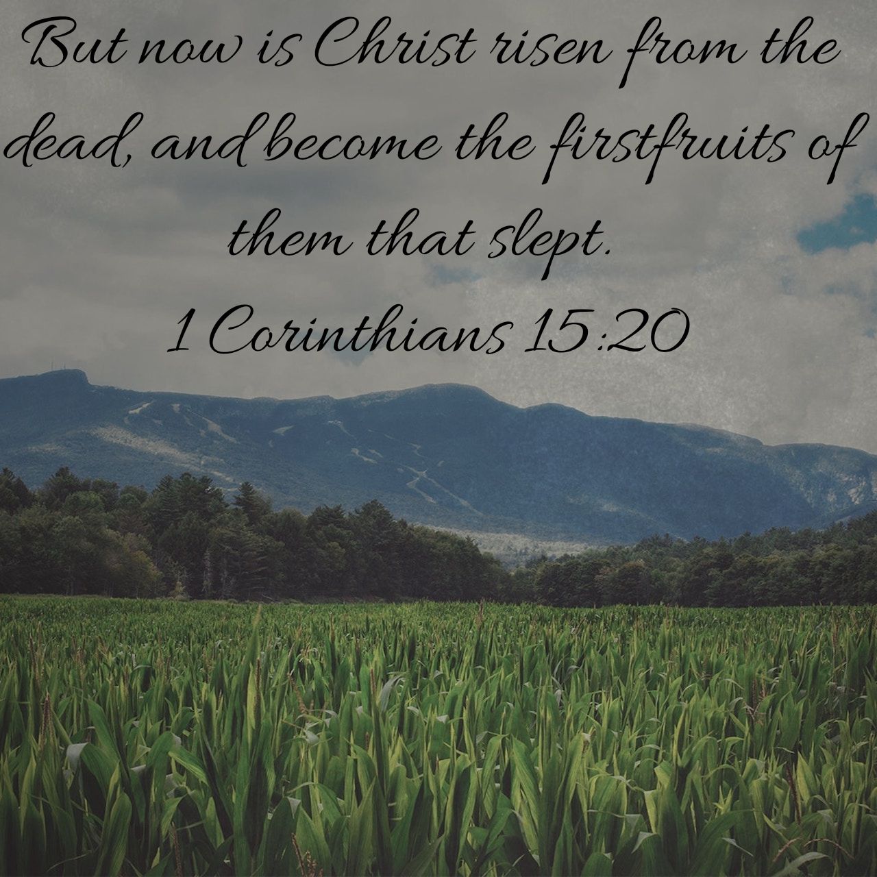 1 Corinthians 15- Christ The First Fruits | Unashamed of Jesus