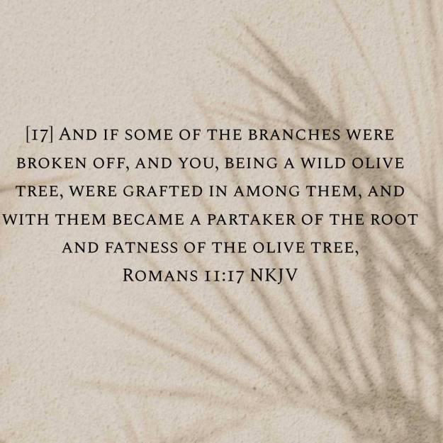 Romans 11- Grafted In | Unashamed of Jesus